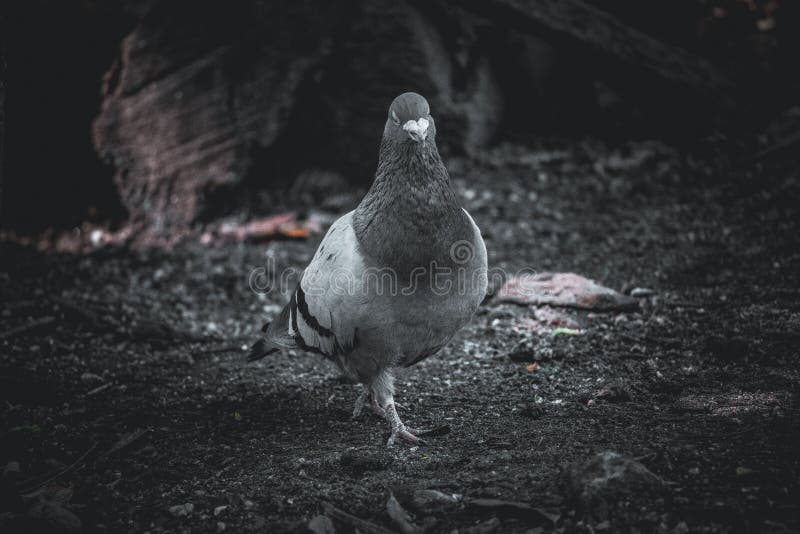 Closeup of an Adorable Rock Dove Standing on the Ground Stock Image ...