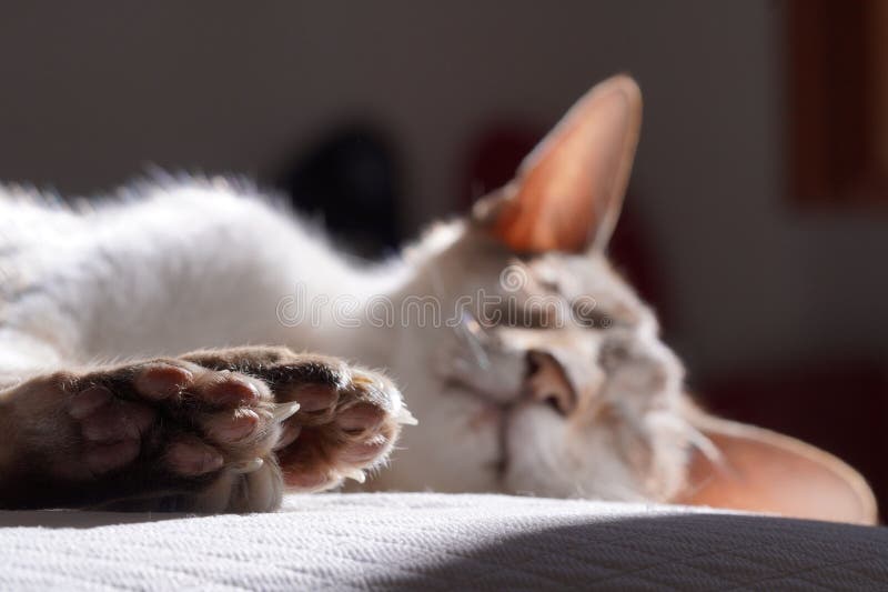 Closeup of an Adorable White Cat Sleeping on Bed Stock Image - Image of ...