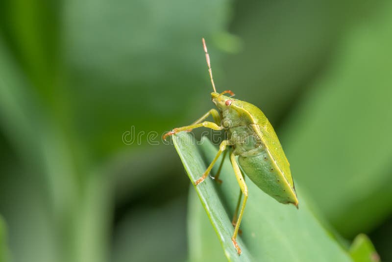 Closeup of an Adult Green Shield Bug Sitting on a Green Leaf Stock ...