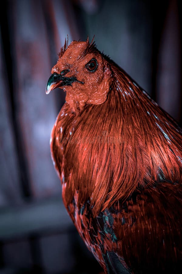 Closeup Adult Rooster Portrait Stock Photo - Image of animal, quail ...