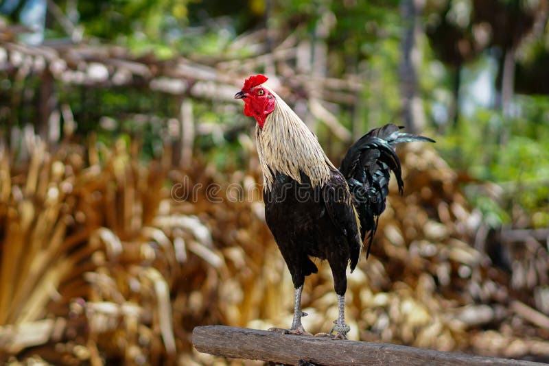 Closeup Adult Rooster Portrait Stock Image - Image of rooster ...