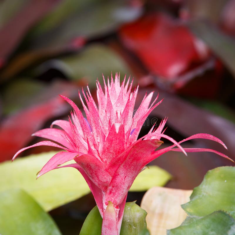 Closeup of Aechmea Ramosa (Silver Vase Bromeliad), Pineapple Flo Stock ...