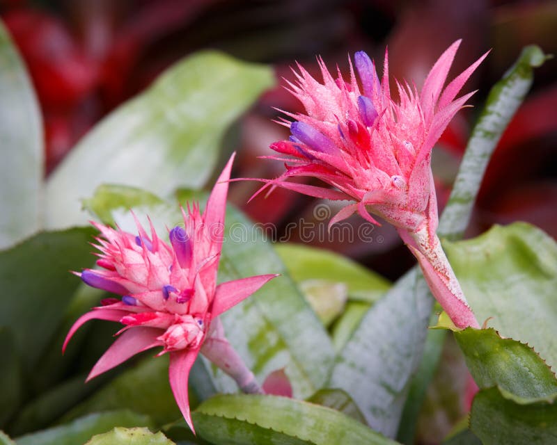 Closeup of Aechmea Ramosa (Silver Vase Bromeliad), Pineapple Flo Stock ...