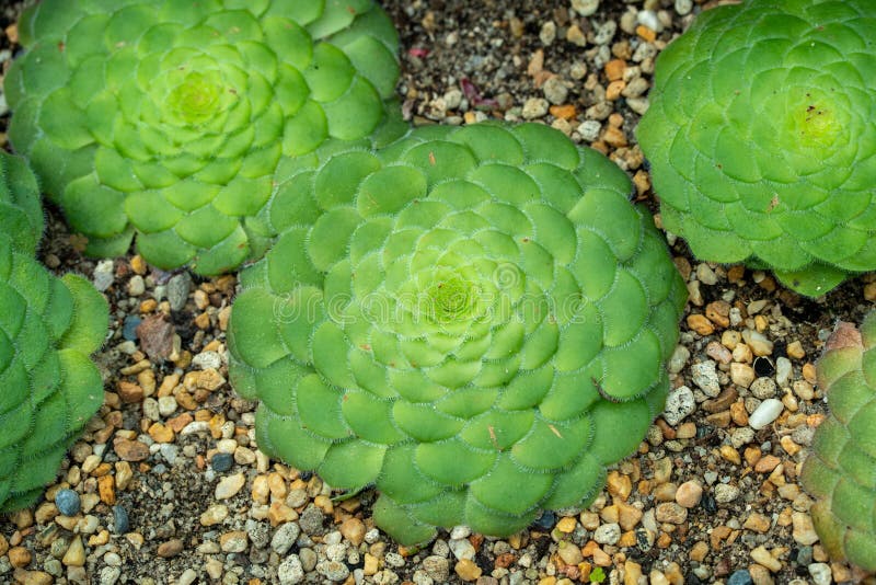 Closeup of Aeonium Plants on the Ground Stock Image - Image of rocks ...