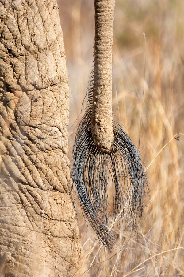 Tail of African Elephant stock photo. Image of leather - 19482826