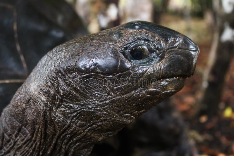 Closeup of an African Forest Turtle Surrounded by Greenery Under the ...