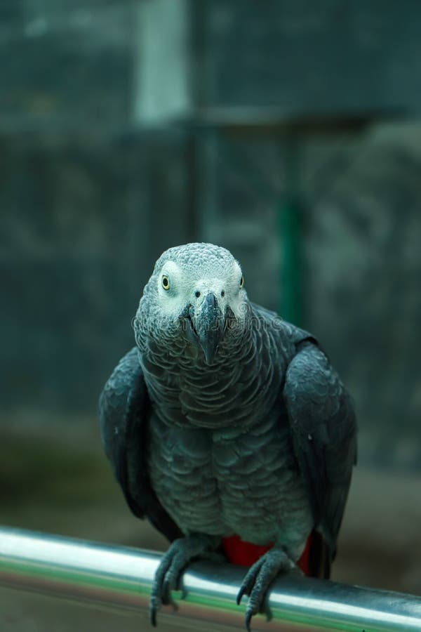 Closeup African Grey Parrot& X28;Psittacus Erithacus& X29; Stay on the ...