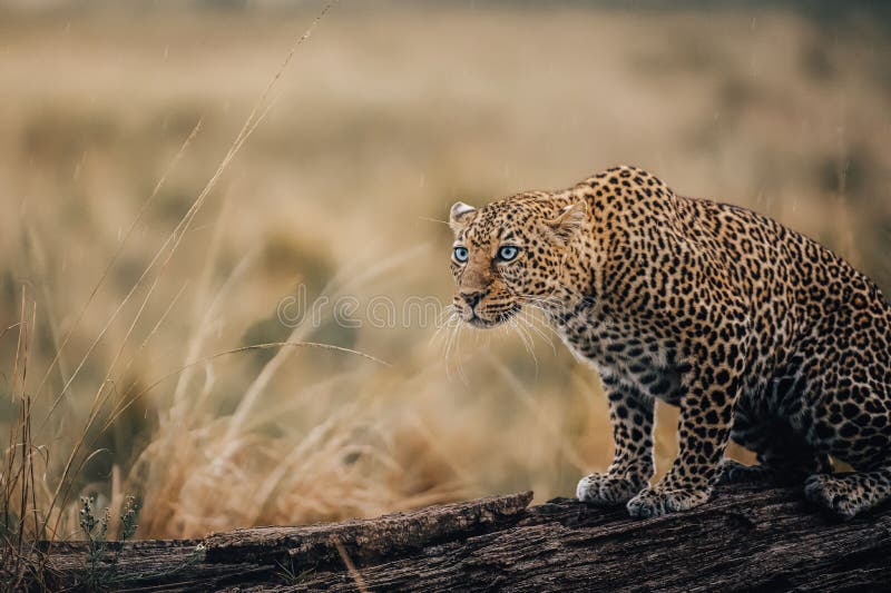 Closeup of an African Leopard Standing on a Fallen Tree Branch and ...