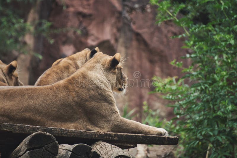 Closeup of African Lions at a Zoo in Germany Stock Image - Image of ...
