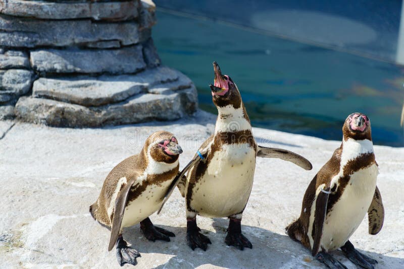 Closeup of African Penguins in the Zoo Stock Photo - Image of surface ...