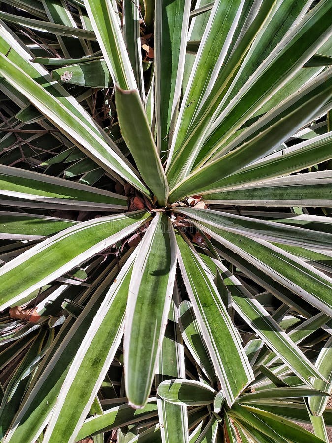 Sisal flower stock photo. Image of cactus, shine, medicine - 47415134