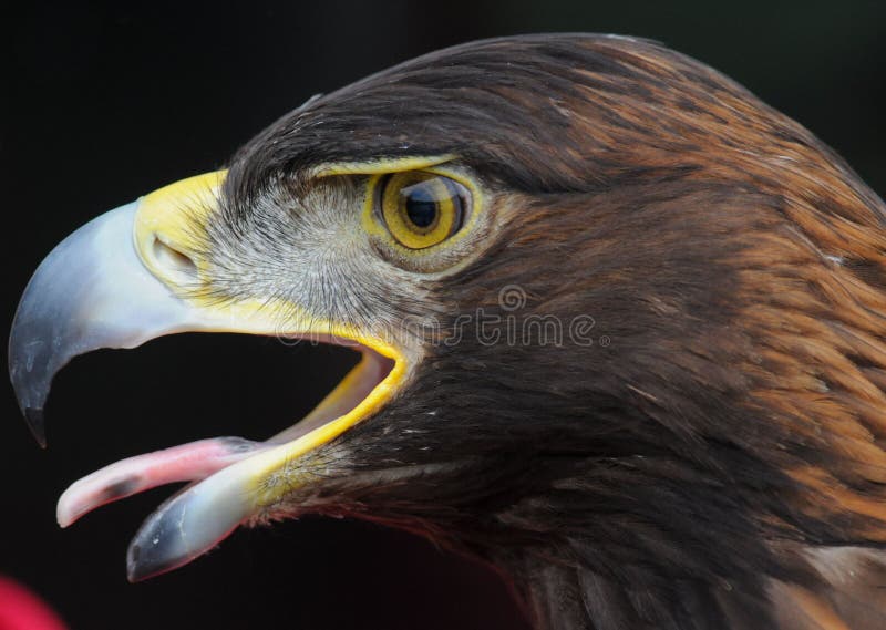 Closeup of Ahead of a Screaming Golden Eagle Stock Photo - Image of ...