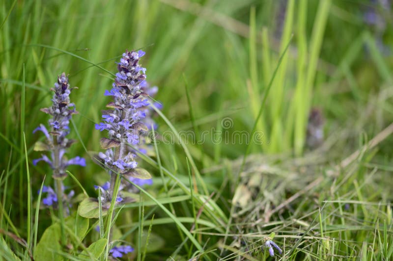 Bugle with Light Blue Color in Spring Time Stock Image - Image of ...
