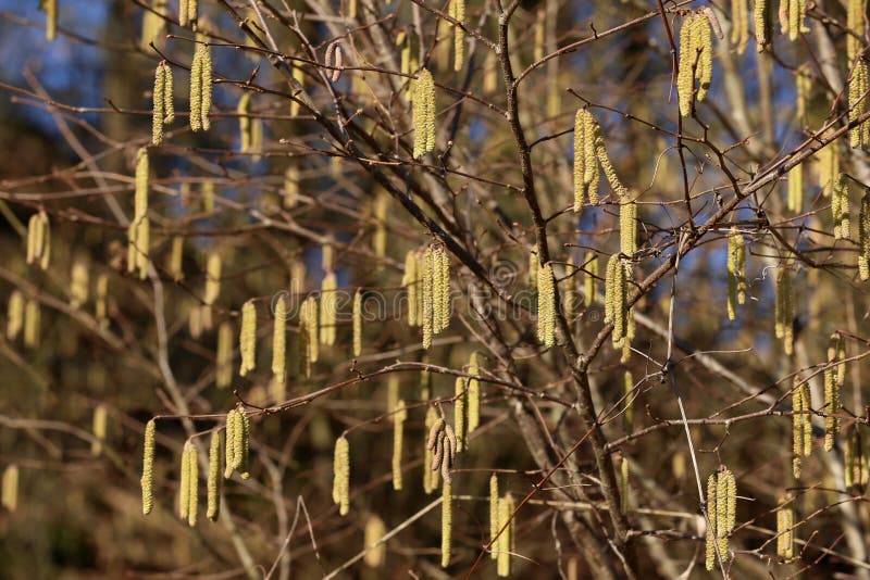 511 Alder Tree Buds Stock Photos - Free & Royalty-Free Stock Photos ...