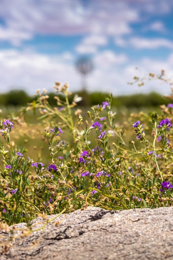 Alfalpha Stock Photos - Free & Royalty-Free Stock Photos from Dreamstime