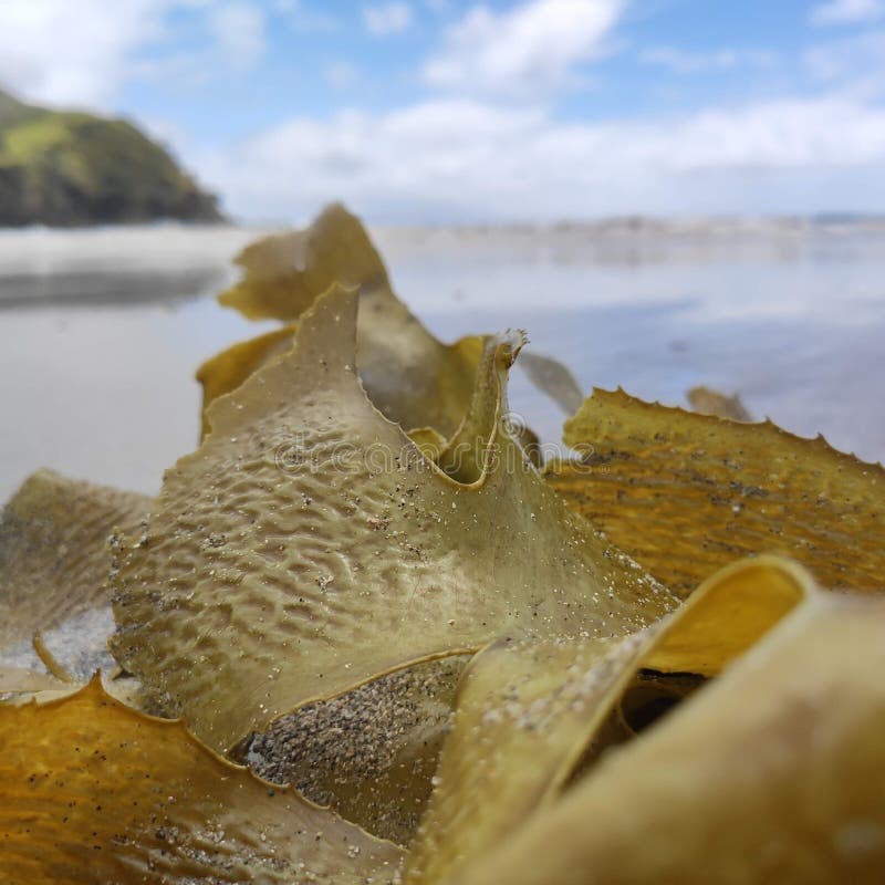 Closeup of Algae on the Beach. Stock Photo - Image of biology, algae ...