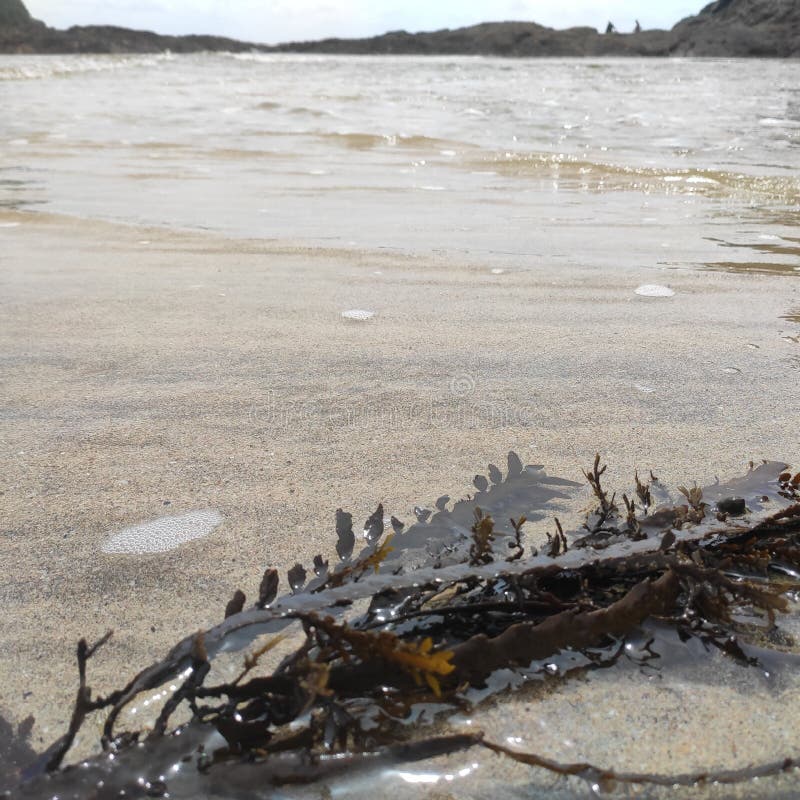 Closeup of Algae in Shallow Water Near the Sandy Shore. Stock Photo ...