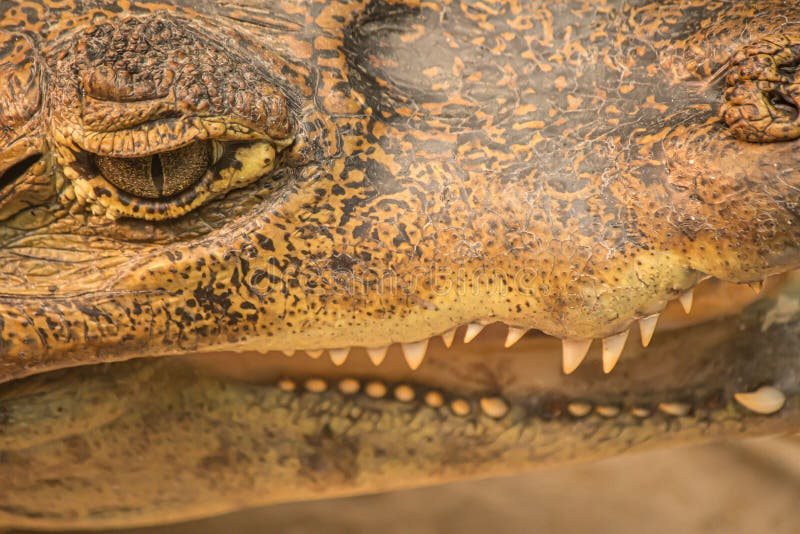Closeup of an Alligator Face Stock Image - Image of habitat, skin ...