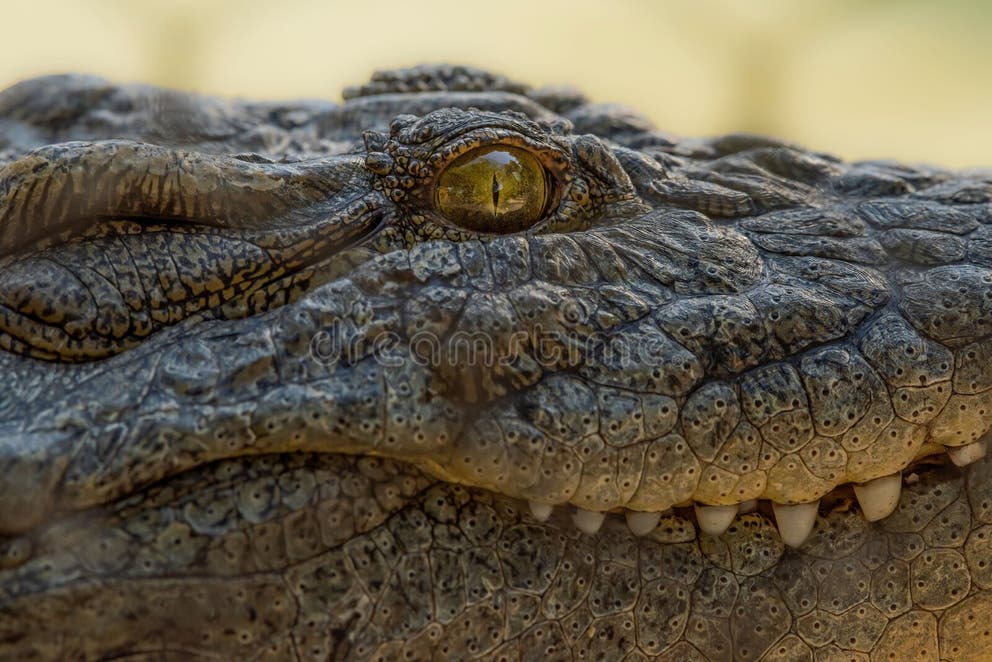 Closeup of an Alligator Face Stock Image - Image of leather, skin ...
