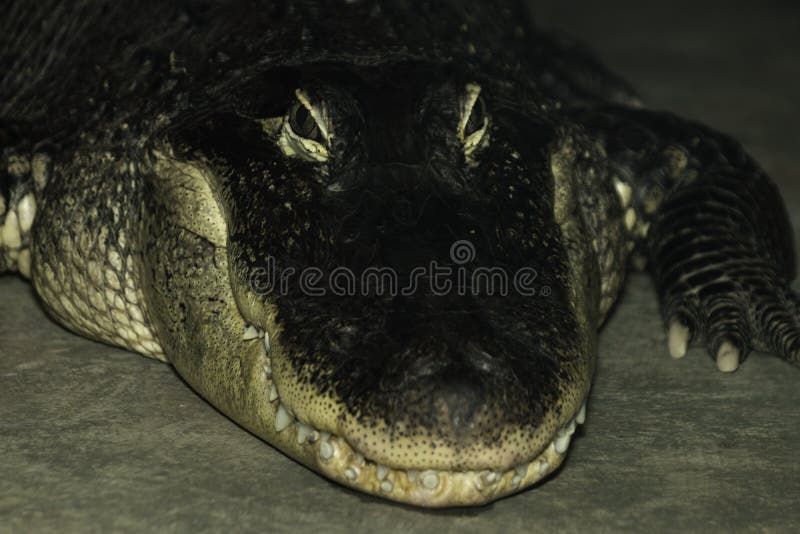 Alligator from the Front with Partially Opened Mouth Stock Image ...