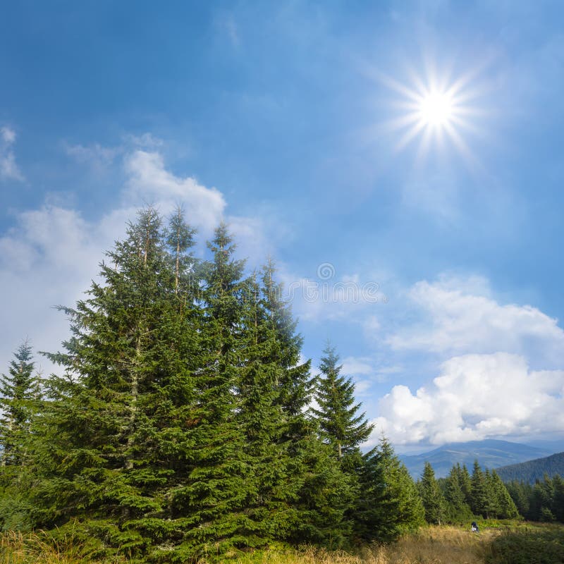 Alone Pine Tree on a Dark Blue Sky Background Stock Image - Image of ...