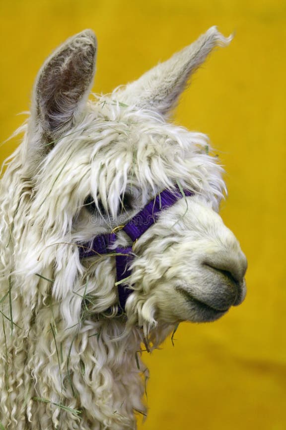 Closeup of an Alpaca stock photo. Image of closeup, hoof - 15099720