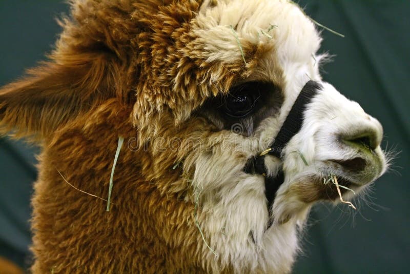 Closeup of an Alpaca stock photo. Image of hooved, closeup - 15099722