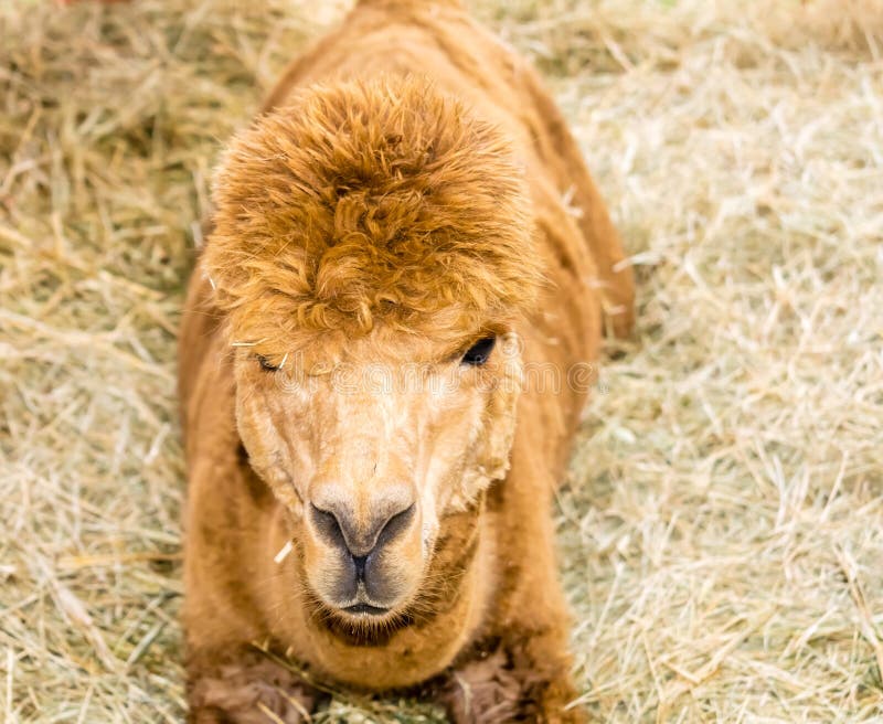 Closeup of Alpaca stock image. Image of noise, closeup - 102529927