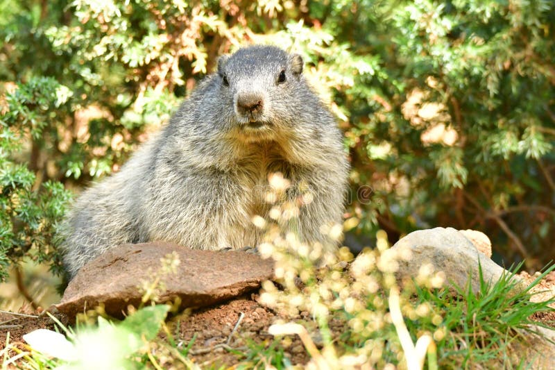 Marmot Sitting on a Rock with a Blurred Natural Background, Showcasing ...