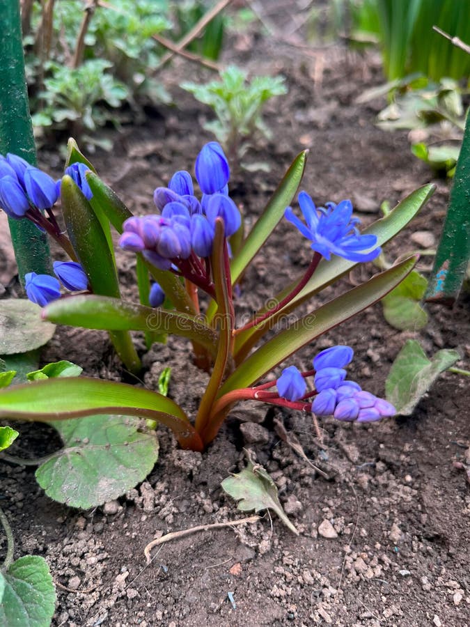 Closeup of Alpine Squill Growing from Ground Stock Photo - Image of ...