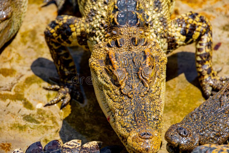 Closeup of an American Alligator Laying on the Rock Stock Image - Image ...