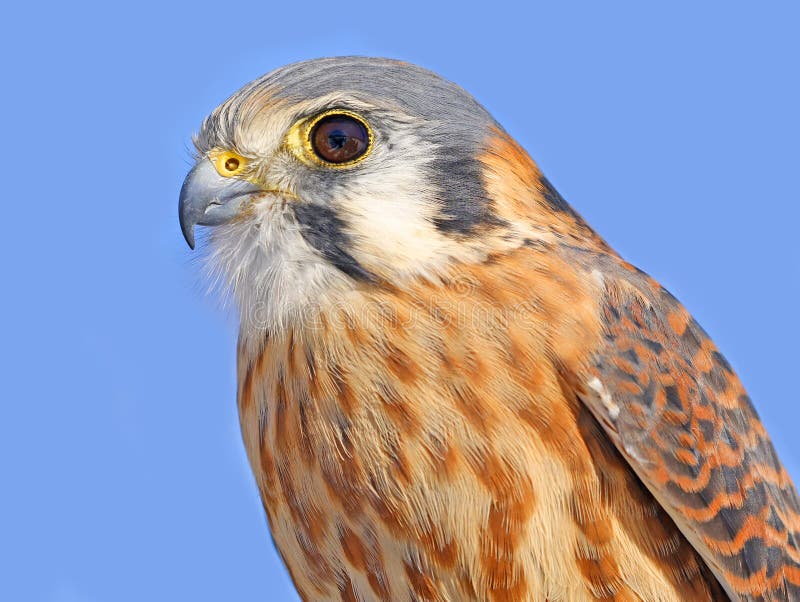 Closeup of an American Kestrel, Laval, Canada Stock Photo - Image of ...