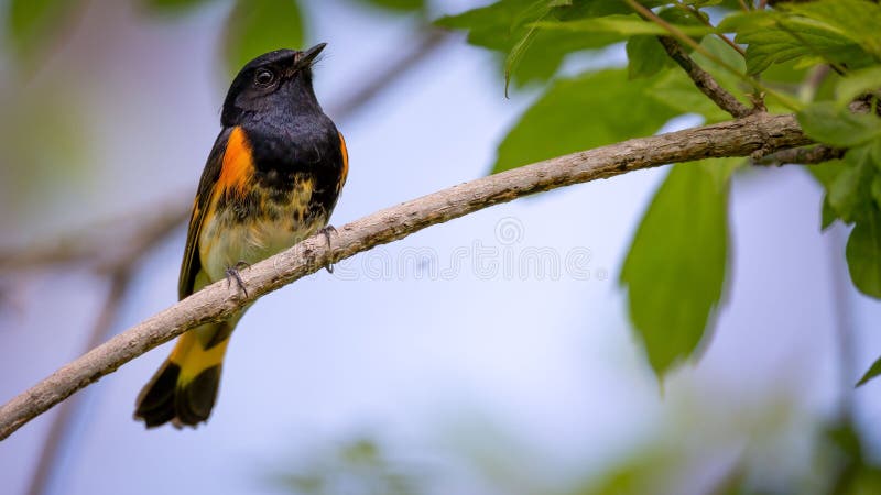 Closeup of an American Redstart Bird on a Tree Branch during Spring ...