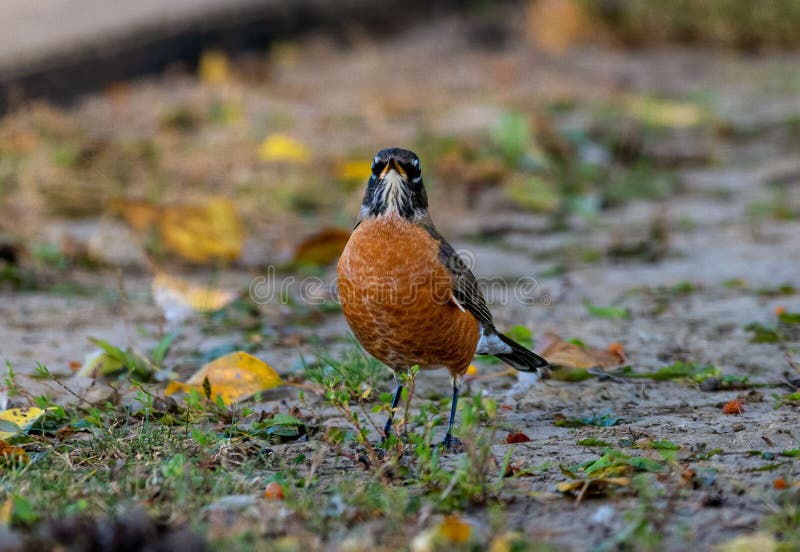 Closeup of an American Robin, Turdus Migratorius Captured Standing on a ...