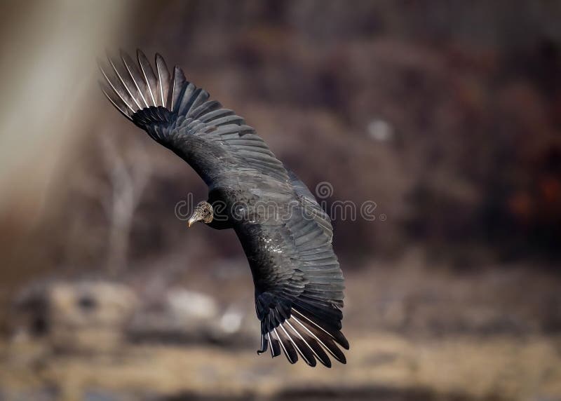 Closeup of an Andean Condor Captured in Movement Stock Image - Image of ...