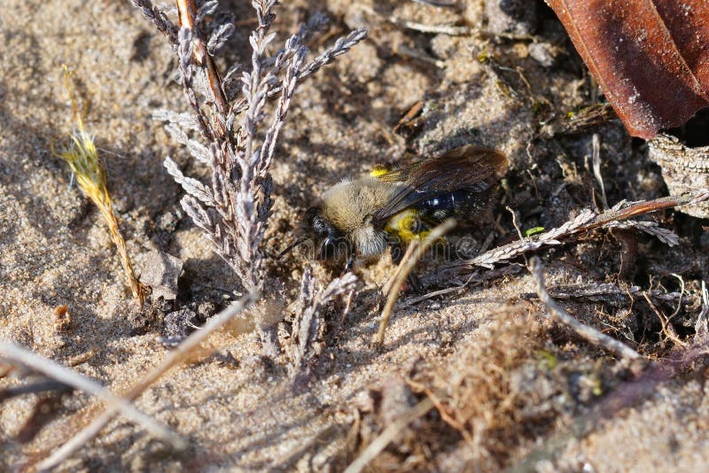 Closeup of an Andrena Vaga on Dried Plants on a Rough Surface Under the ...