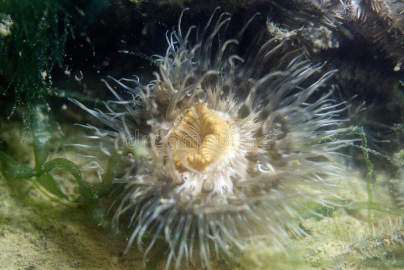 Closeup from an anemone stock photo. Image of natural - 91260454