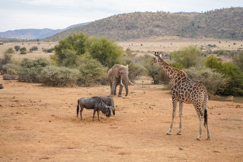 Closeup of Animals Standing in a Safari, in Africa Stock Image - Image ...