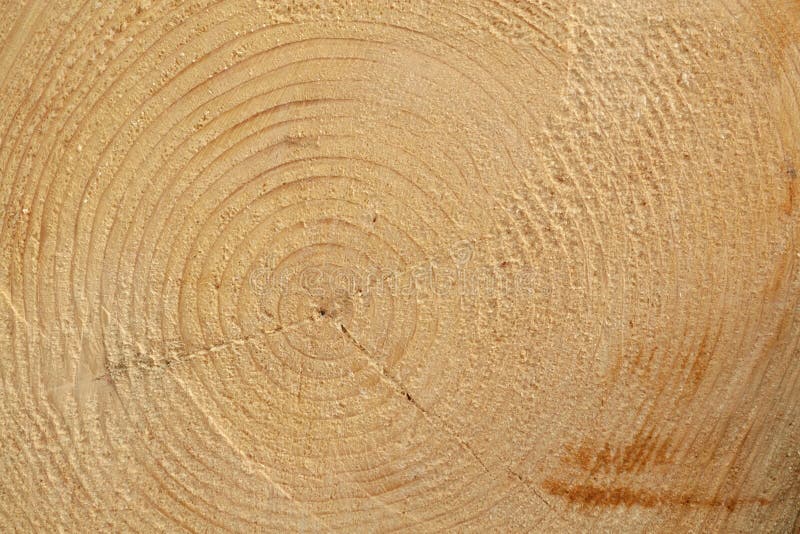Closeup Annual Growth Rings Stock Photo - Image of ring, wood: 67735904