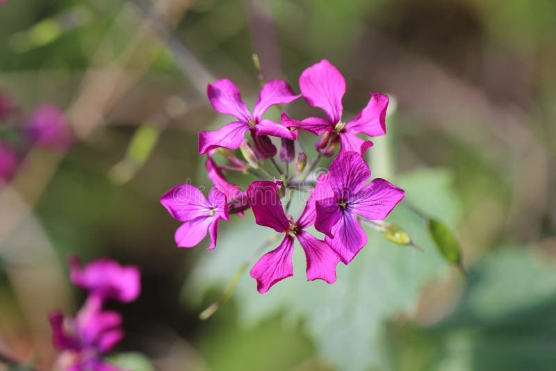 Honesty flowers stock image. Image of flower, lunaria - 1172971