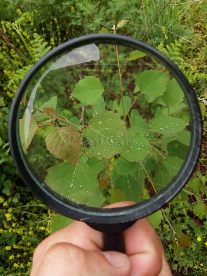 Closeup of an Ant on the Leaf from Magnifying Glass Stock Photo - Image ...