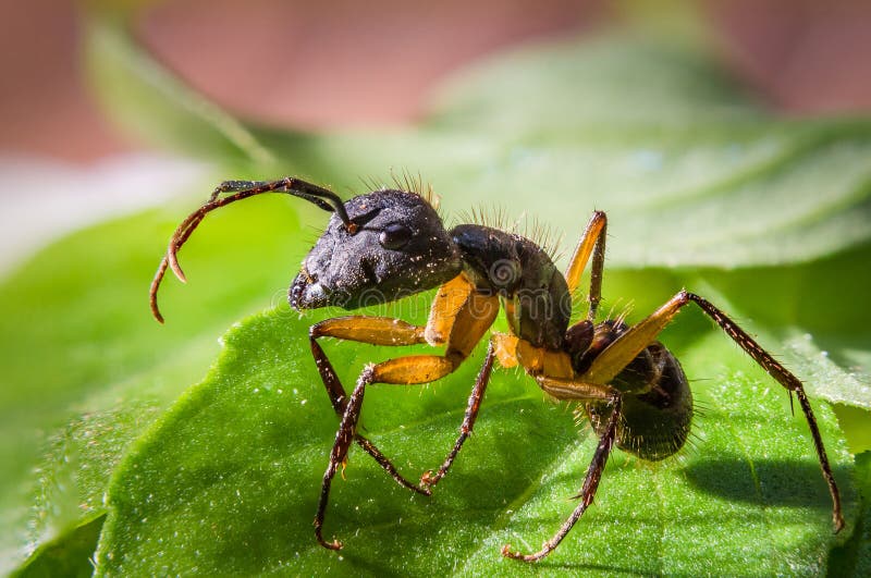 Closeup of an Ant on Leaves Stock Image - Image of eyes, insect: 74917393