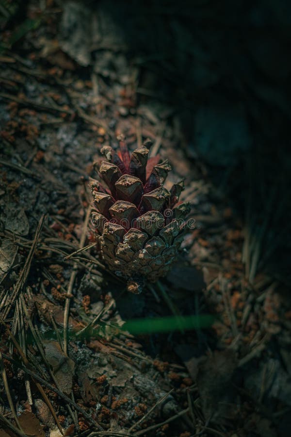 Closeup of Ant on Pine Cone on Ground Stock Image - Image of insect ...