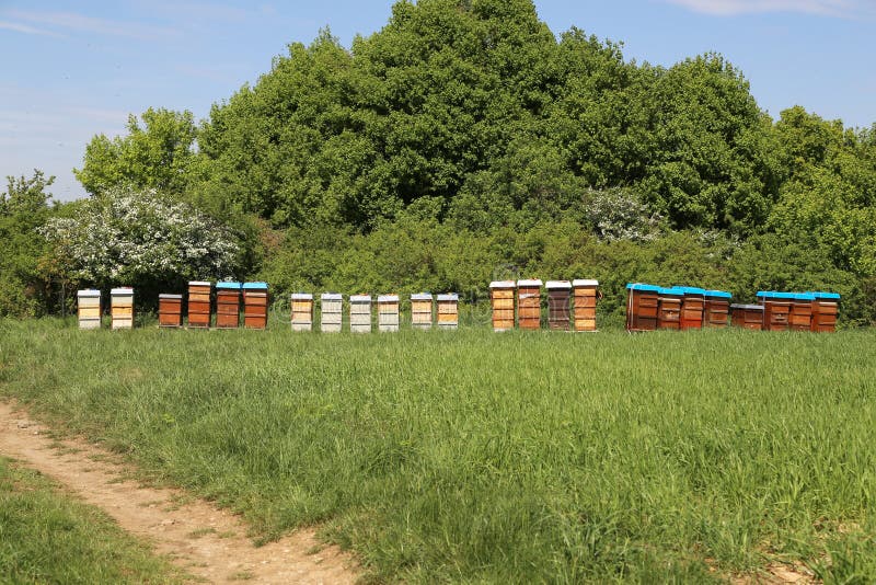 Closeup of Apiaries in the Field with Lush Greenery Stock Photo - Image ...