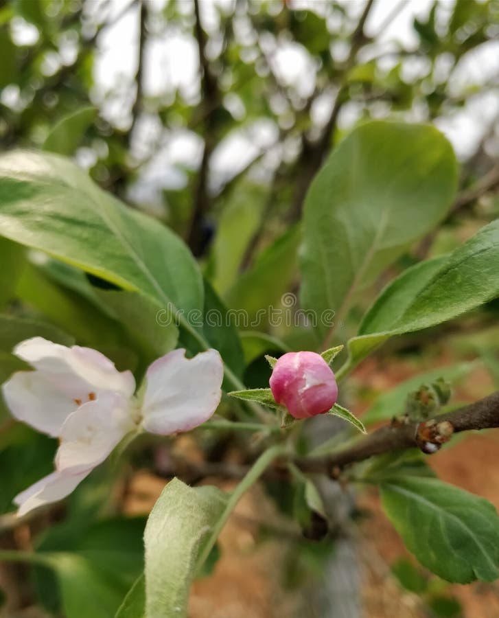 Closeup of Apple Stem with Flower and Bud Stock Image - Image of latest ...