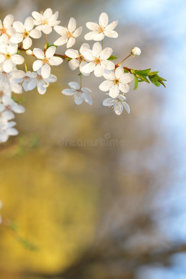 Closeup of Apple Tree Blossom in Spring Stock Photo - Image of leaf ...