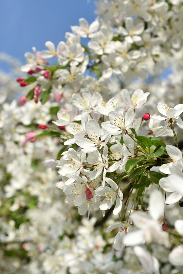 Closeup of Apple Tree Blossoms Stock Photo - Image of fruit, park ...