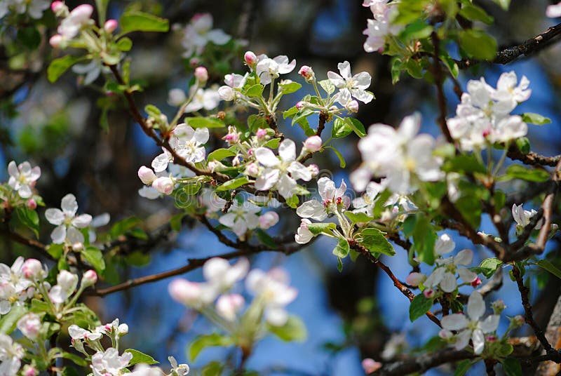 Closeup of Apple Tree Flowers. Malus Domestica Stock Photo - Image of ...