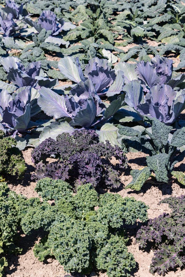 Cabbage Agricultural Field in North Holland in the Netherlands Stock ...