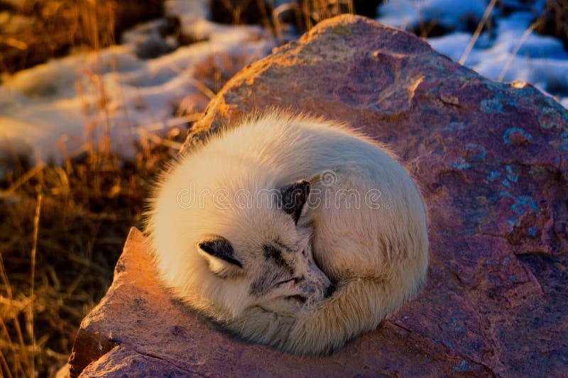 Closeup of an Arctic Fox Resting in a Wilderness during the Golden Hour ...